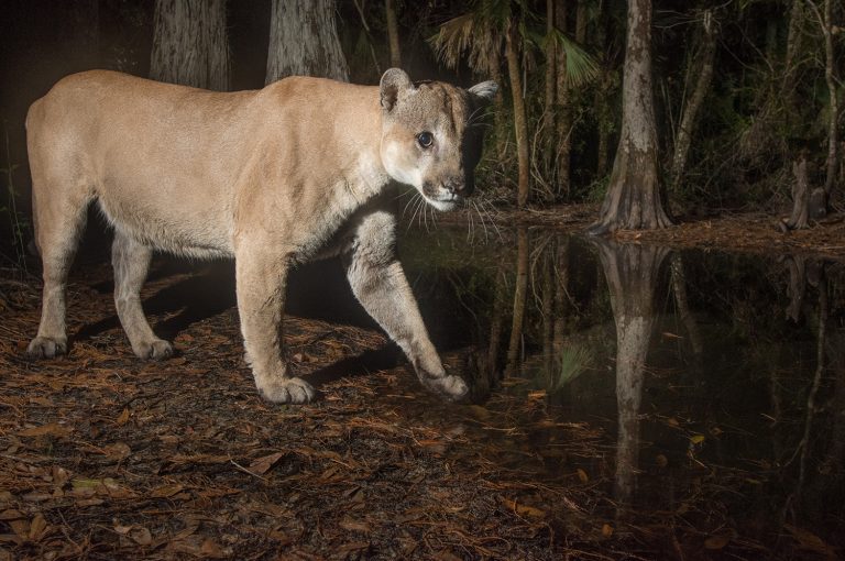 About - Path of the Panther