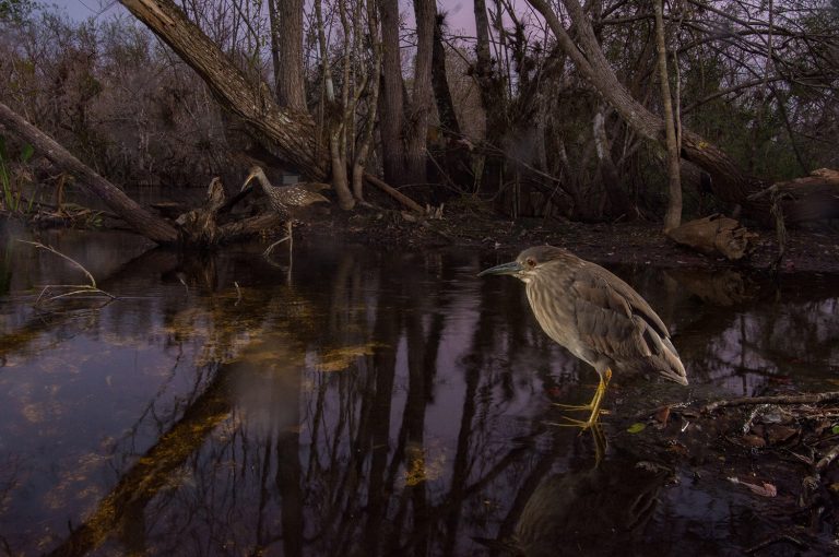 About - Path of the Panther