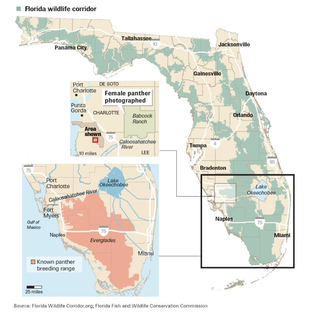 Learn - Path of the Panther