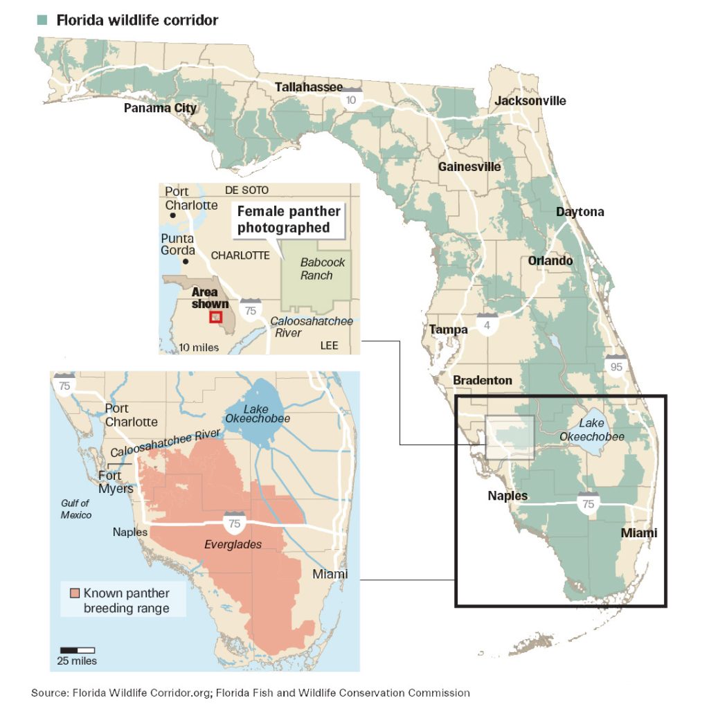 Learn - Path of the Panther
